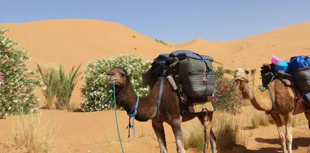 Camel-trekking in the Sahara - Wild Desert of Morocco